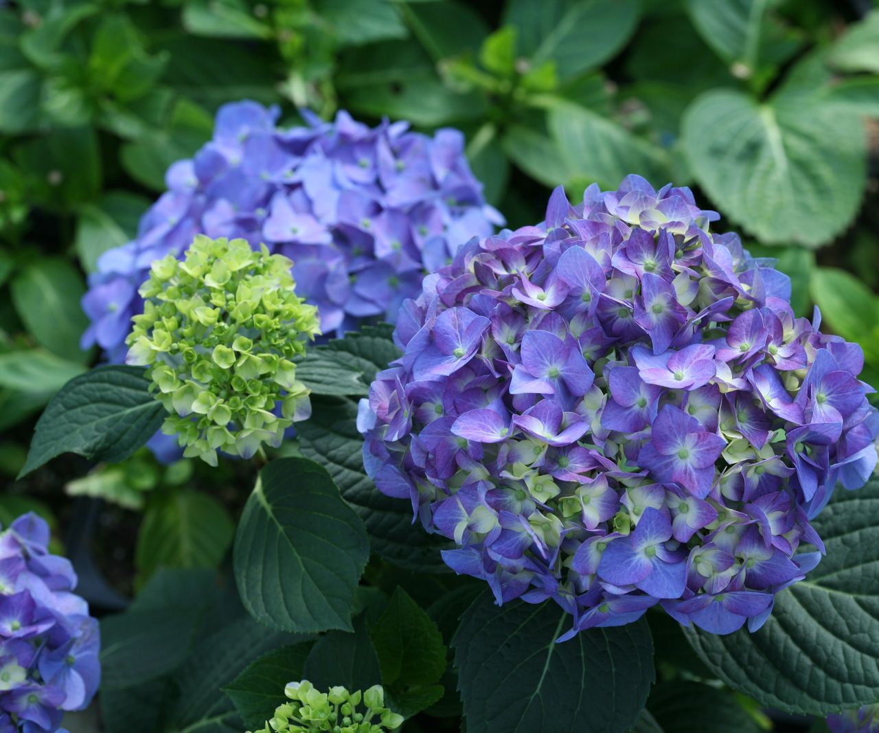 Best hydrangea varieties: 15 great flowering shrubs to try | Homes and ...