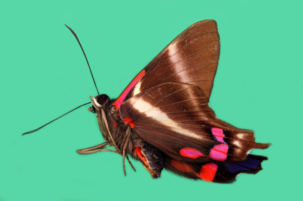 Gallery: 'Insects Unlocked' Collection Shares Free Bug Photos | Live ...