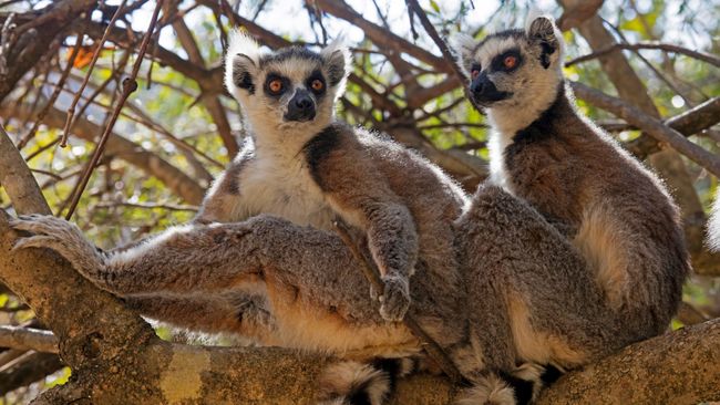 Lemurs: A diverse group of endangered primates | Live Science