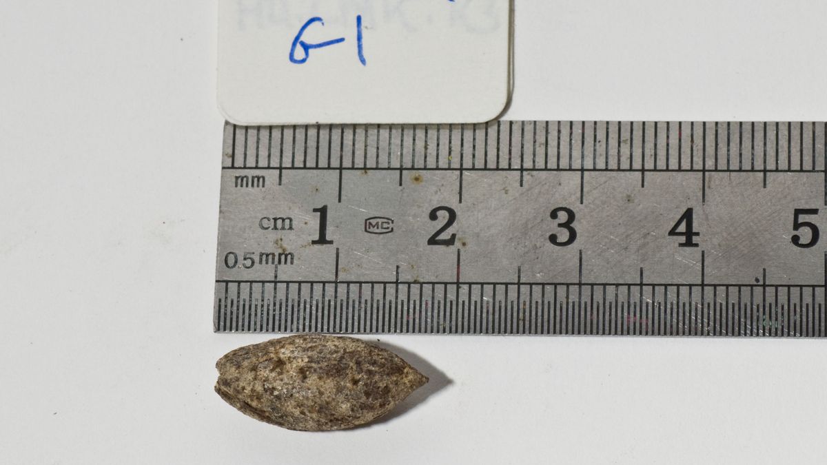 Lost biblical tree resurrected from 1,000-year-old mystery seed found ...