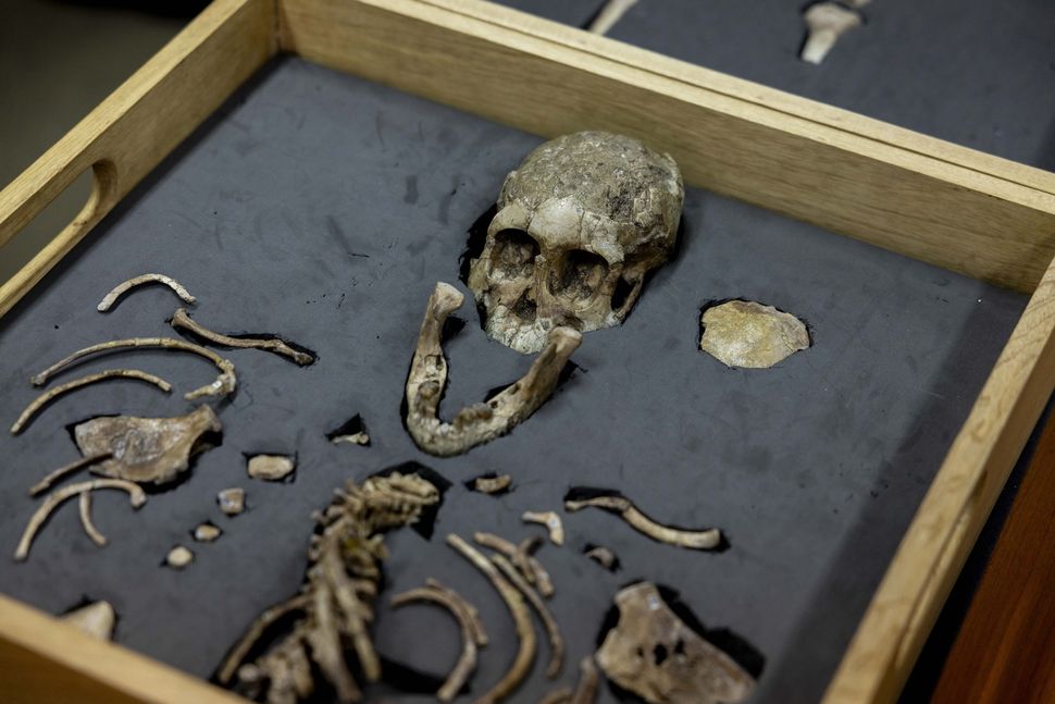 Science history: Iconic 'Lucy' fossil discovered, transforming our ...