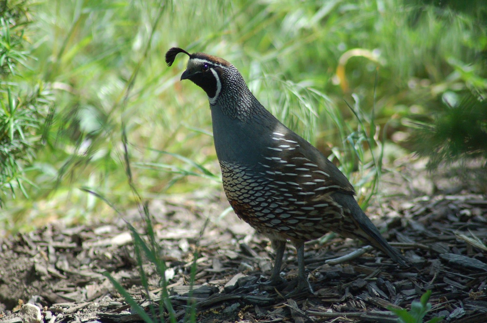 Planting Gardens For Quail – Attracting Quail To Garden Spaces ...