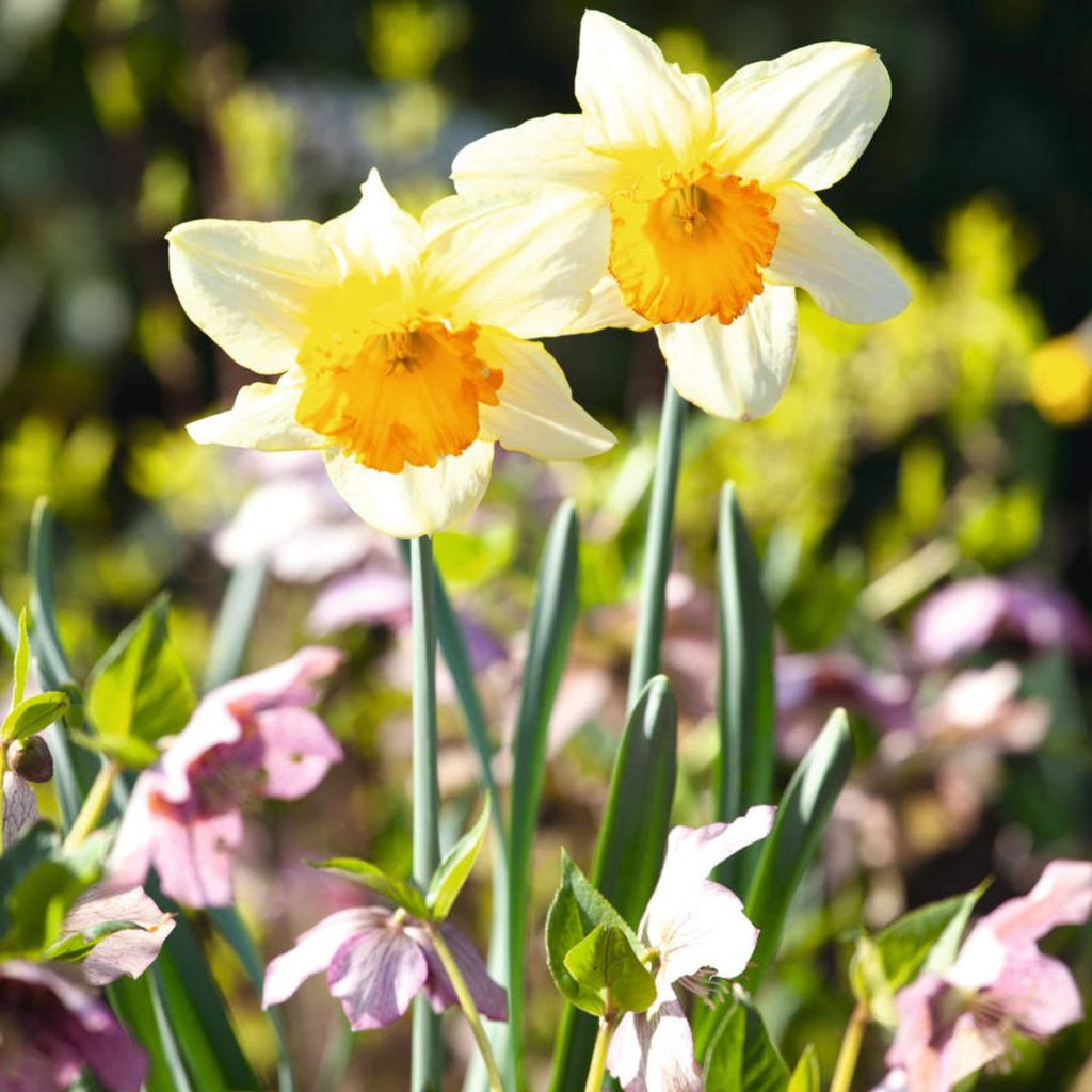 How to plant daffodil bulbs - expert tips for healthy blooms | Ideal Home