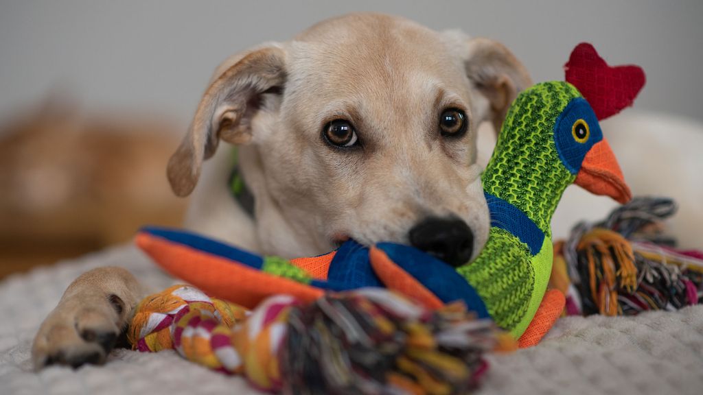 I played these 7 fun games to engage my reactive dog and they improved ...