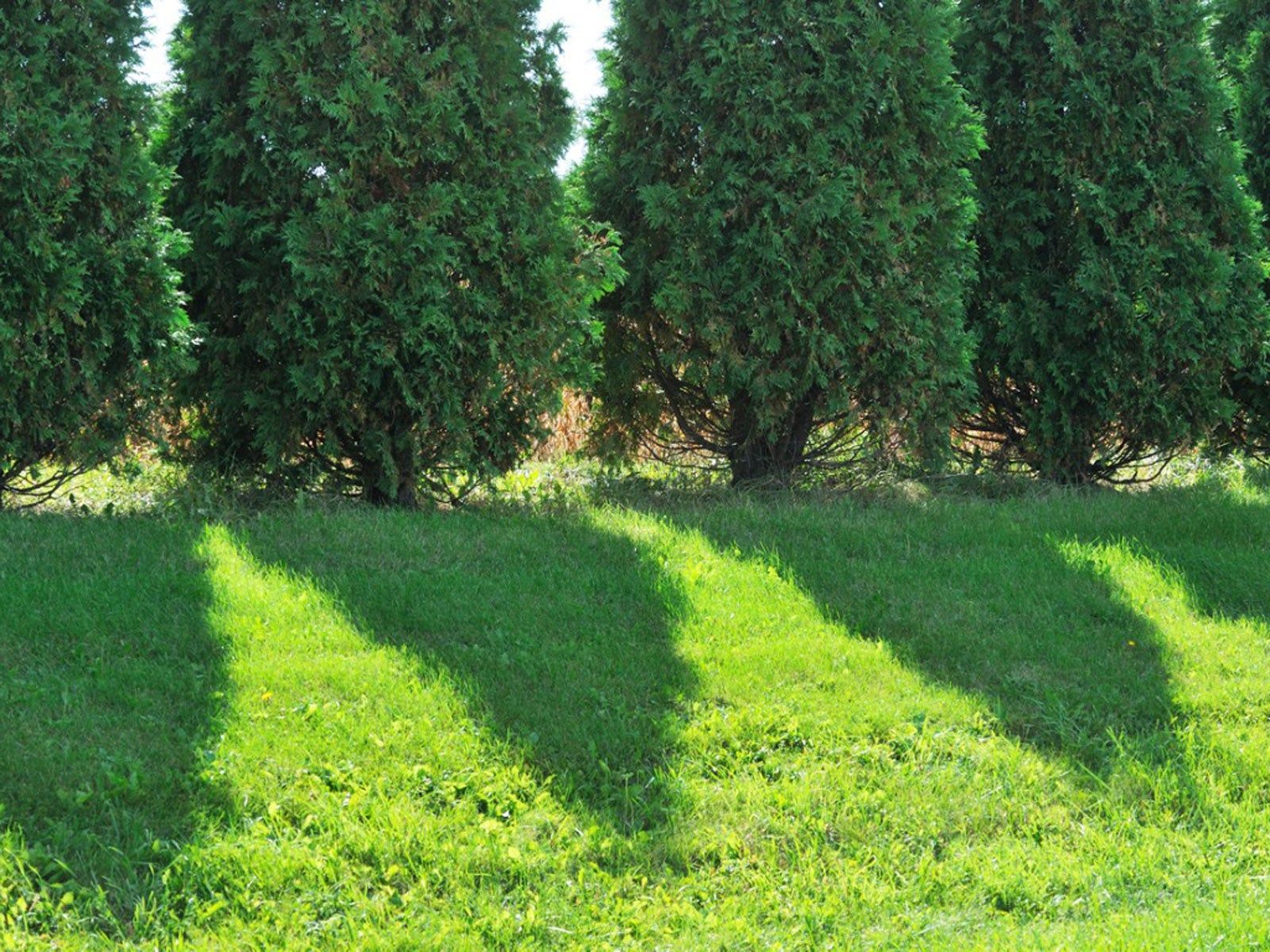 Evergreens For Full Sun – Evergreen Shrubs And Trees For Sunny Spots ...