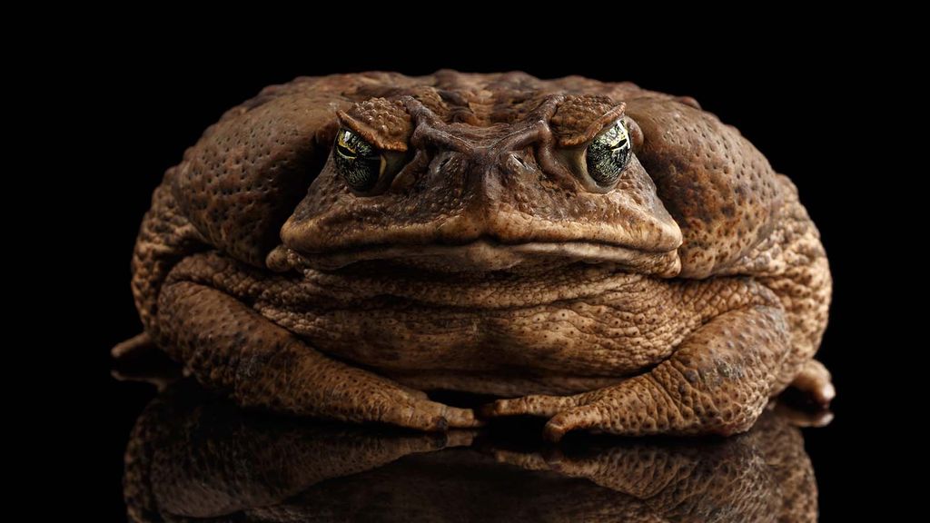 Cannibal cane toads lead the week's science news, because of course ...