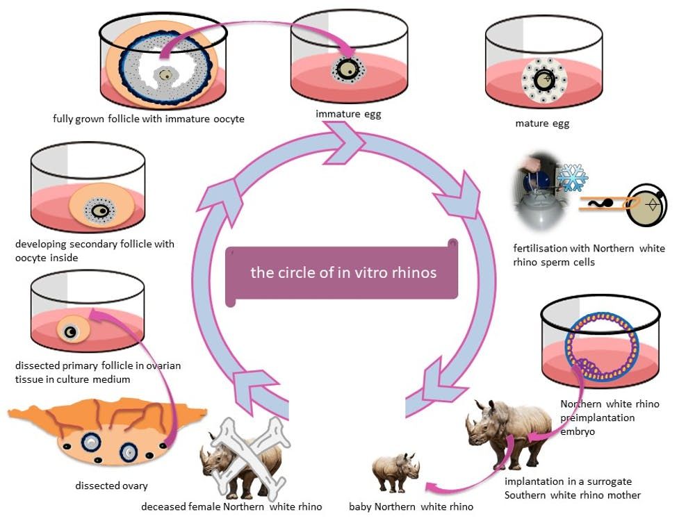 Only two northern white rhinos remain. And they're both female. | Live ...