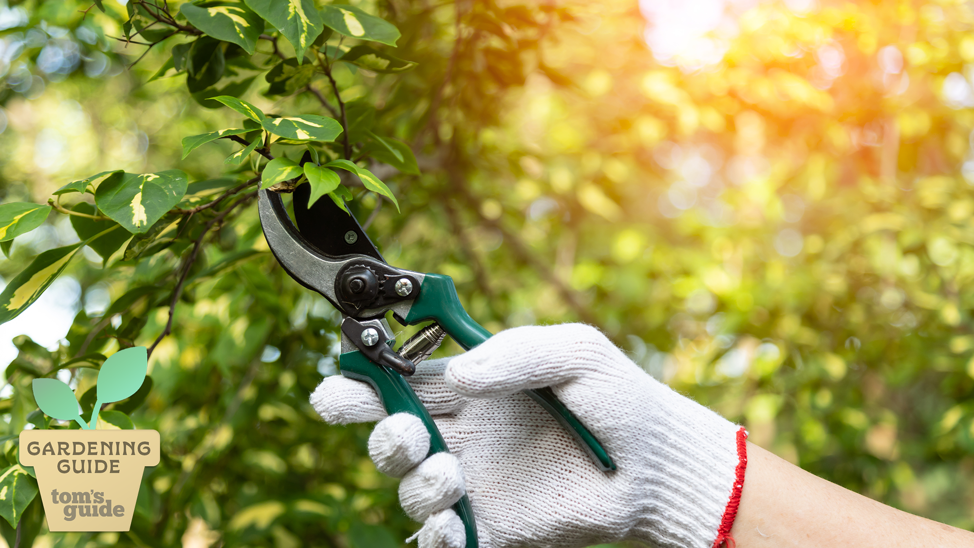 Extend the life of your pruning shears — here’s how to keep them clean ...