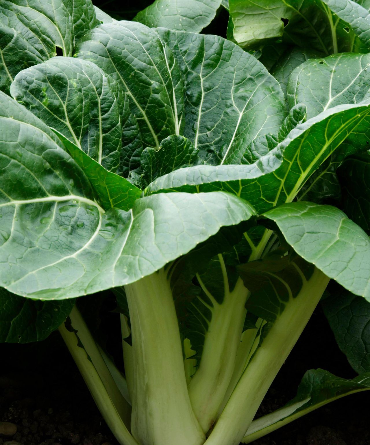 How to grow pak choi: expert planting, growing and care tips | Gardeningetc