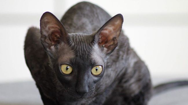 32 interesting facts about Cornish rex cats | PetsRadar