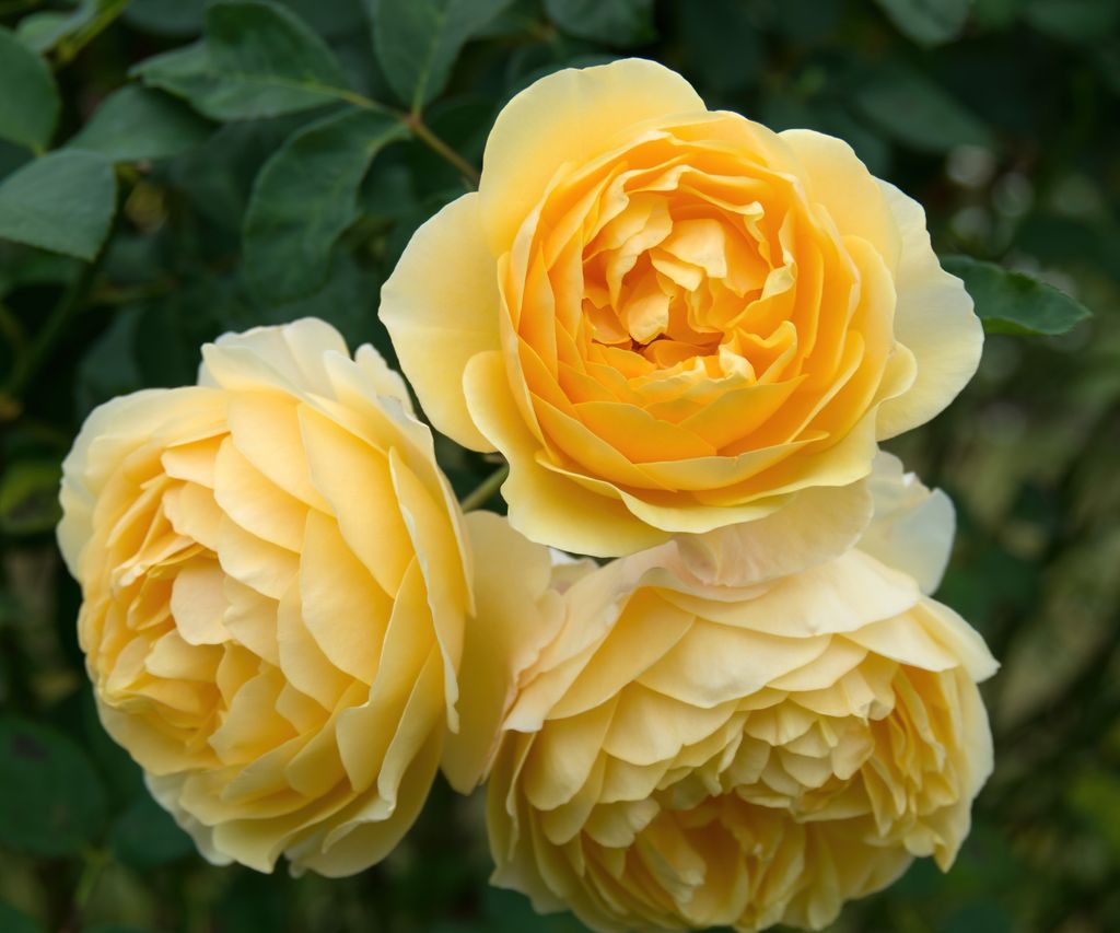 How to plant bare-root roses: an expert guide | Homes and Gardens