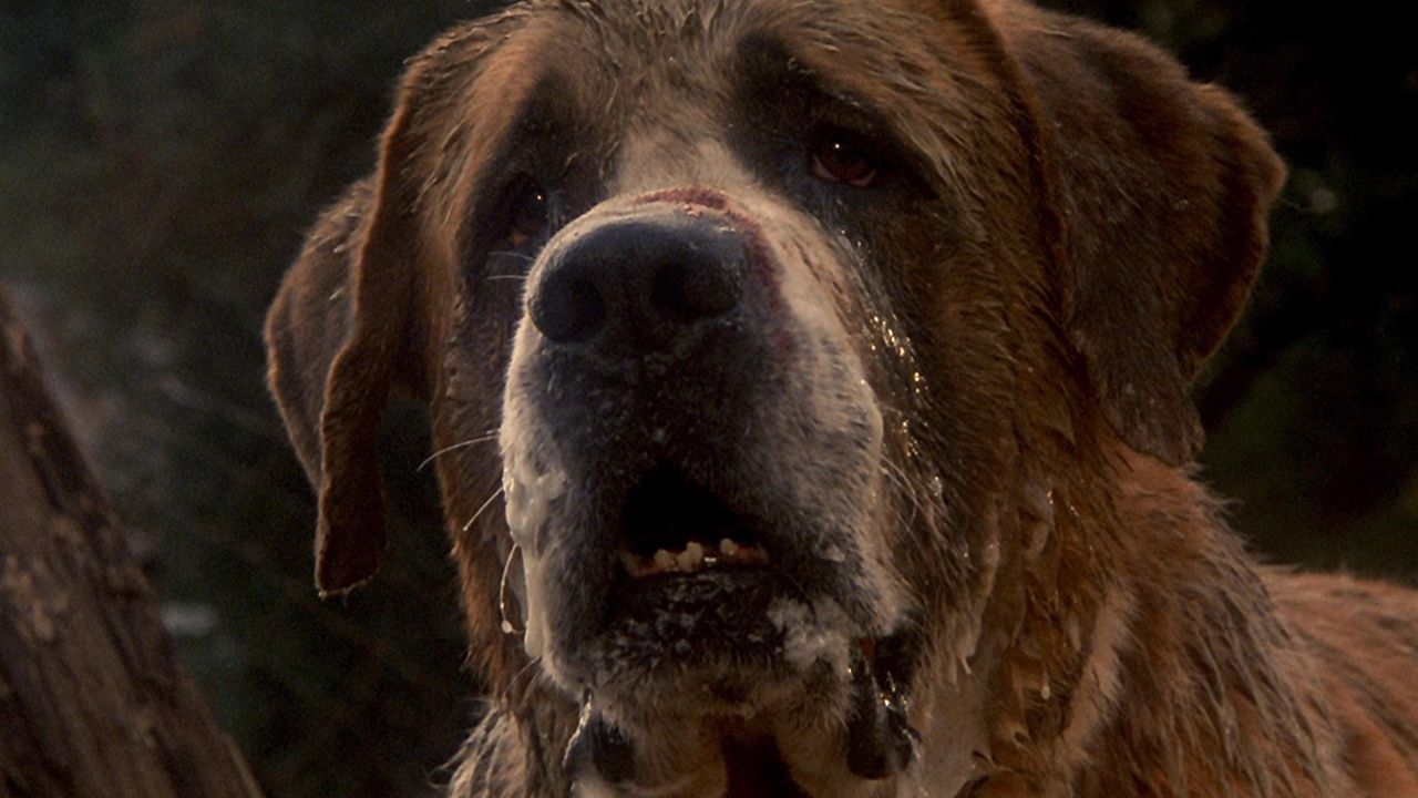 Stephen King Has A Cujo Sequel Coming Next Year, And It's Been Revealed ...