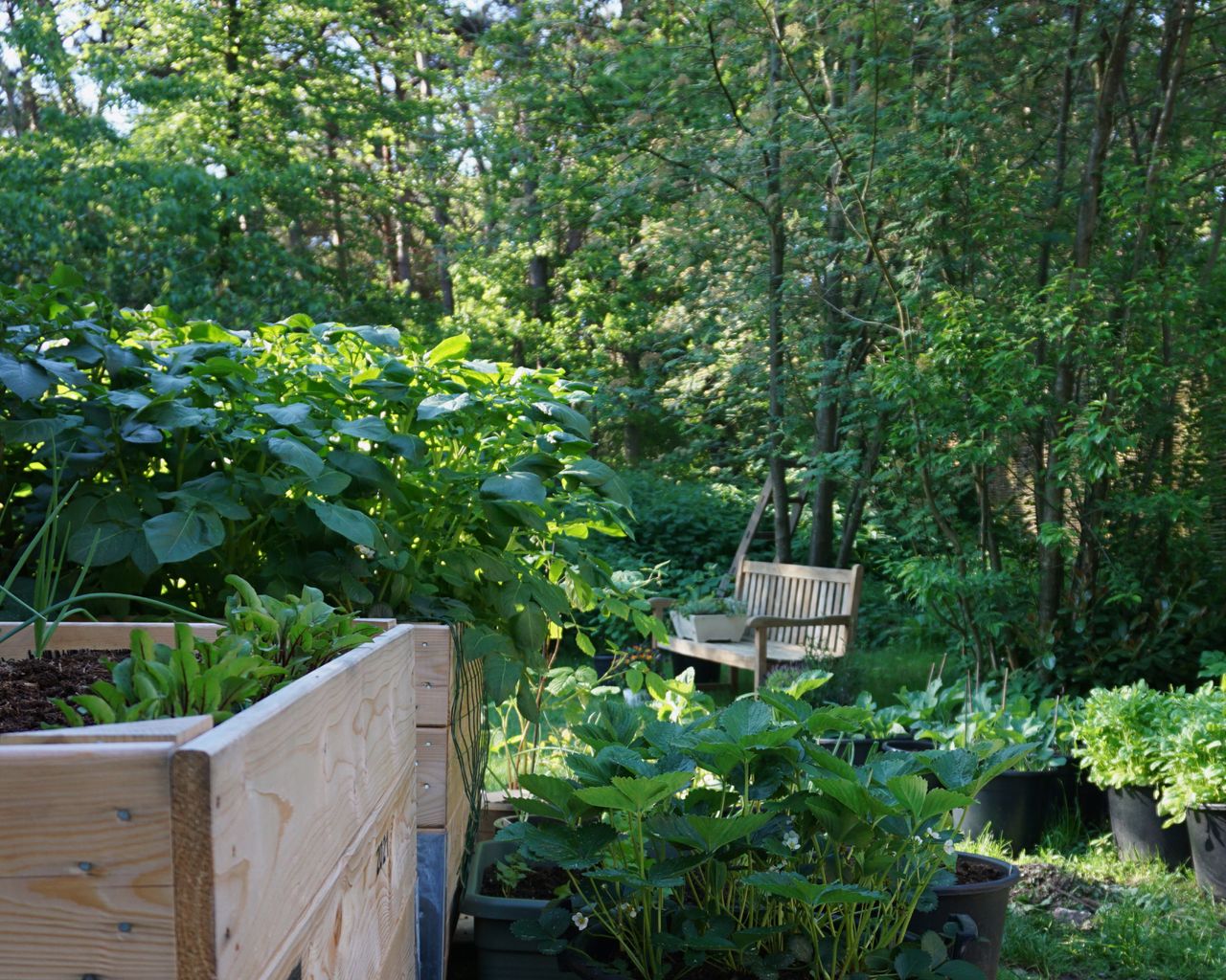Create A Food Forest: Sustainable, Natural & Edible Landscape ...