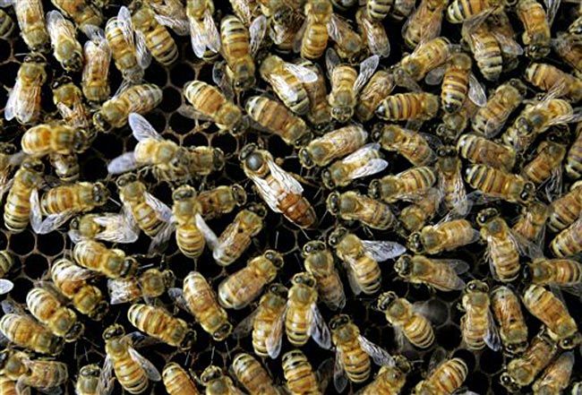 Bees Trained as Bomb Sniffers | Live Science