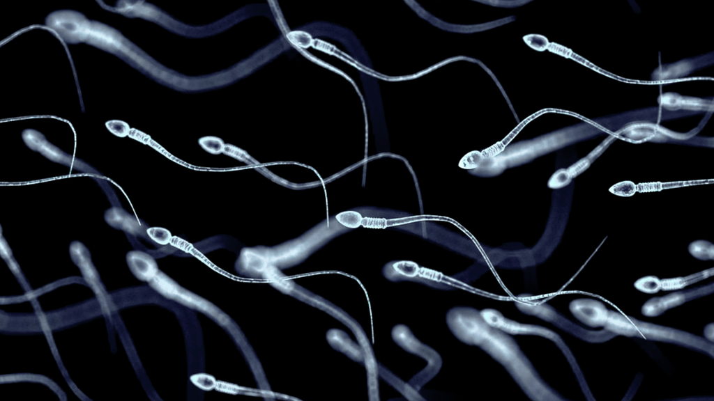 Man gets sperm-making stem cell transplant in first-of-its-kind ...