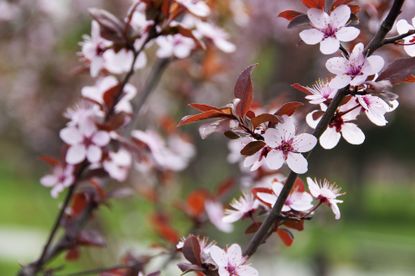 Best fast-growing flowering trees: 10 beautiful ideas | Homes and Gardens