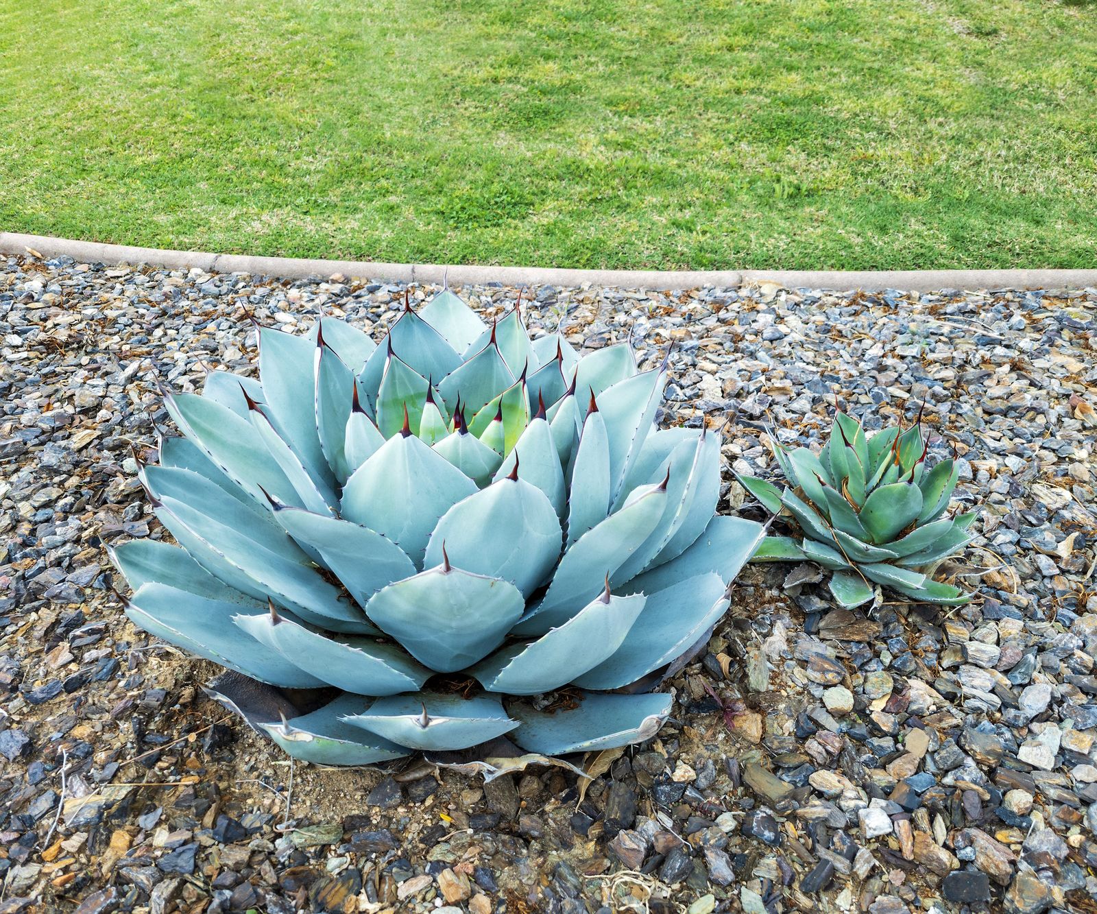 Best agave varieties: 10 plants to bring drama to your yard | Homes and ...