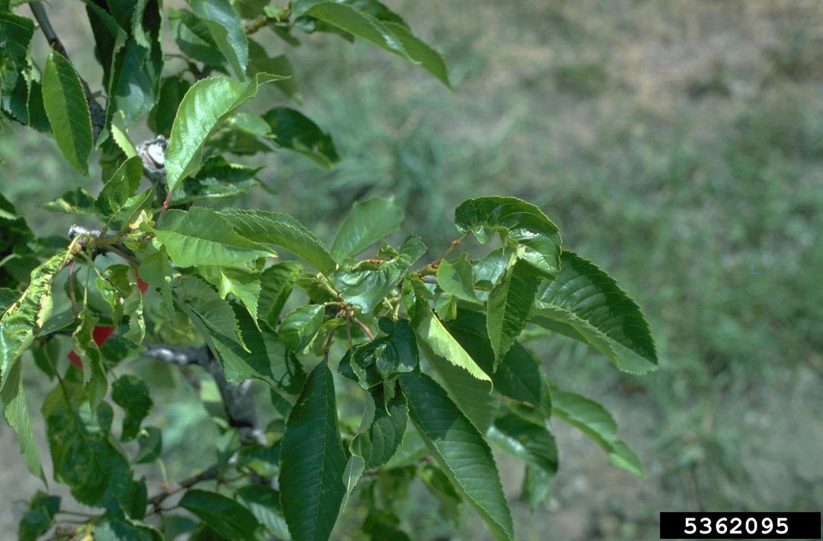 What Is Cherry Leaf Roll: Learn About Cherry Leaf Roll Symptoms And ...