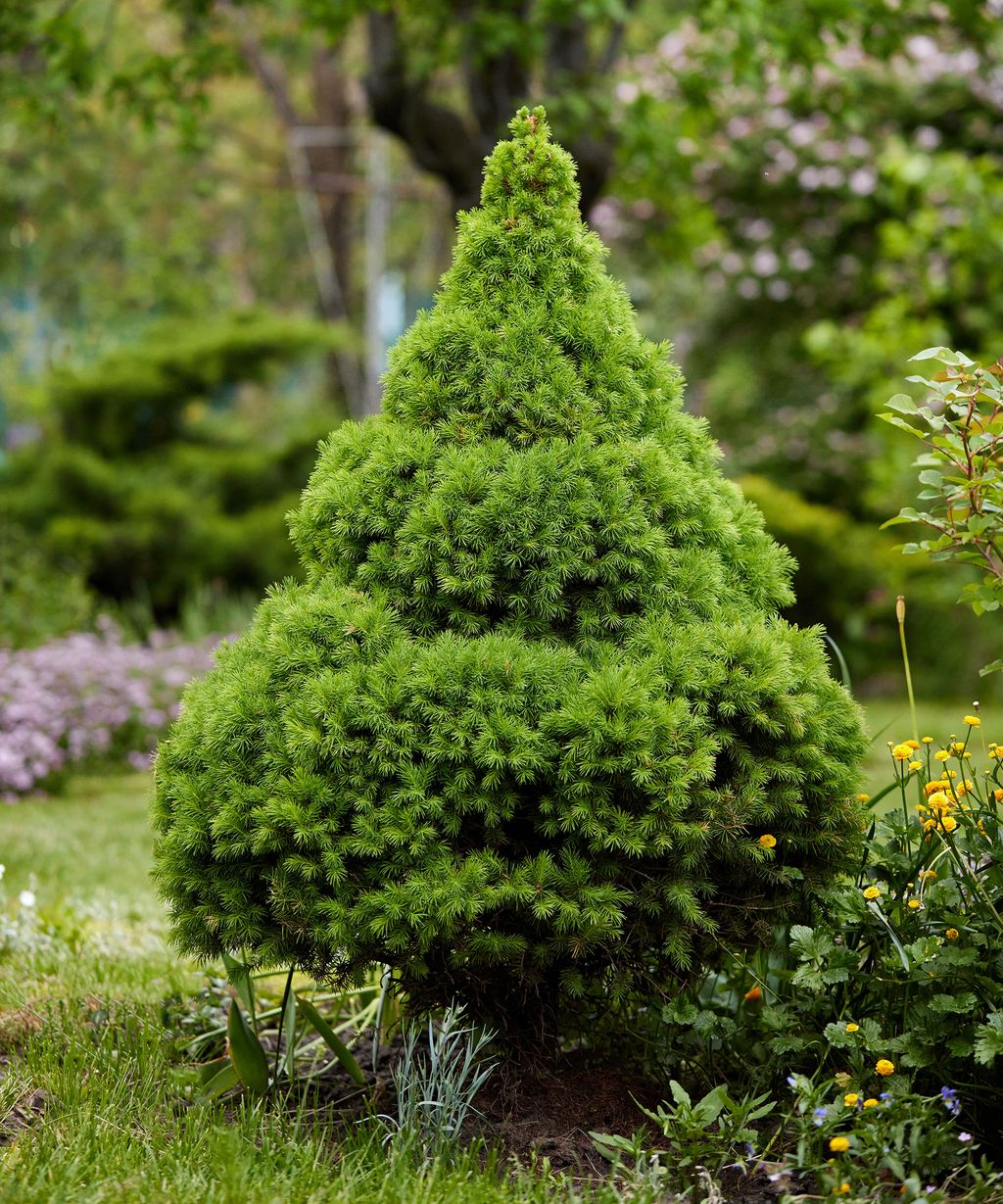 Add Evergreen Beauty With These 5 Types Of Spruce Trees | Gardening ...