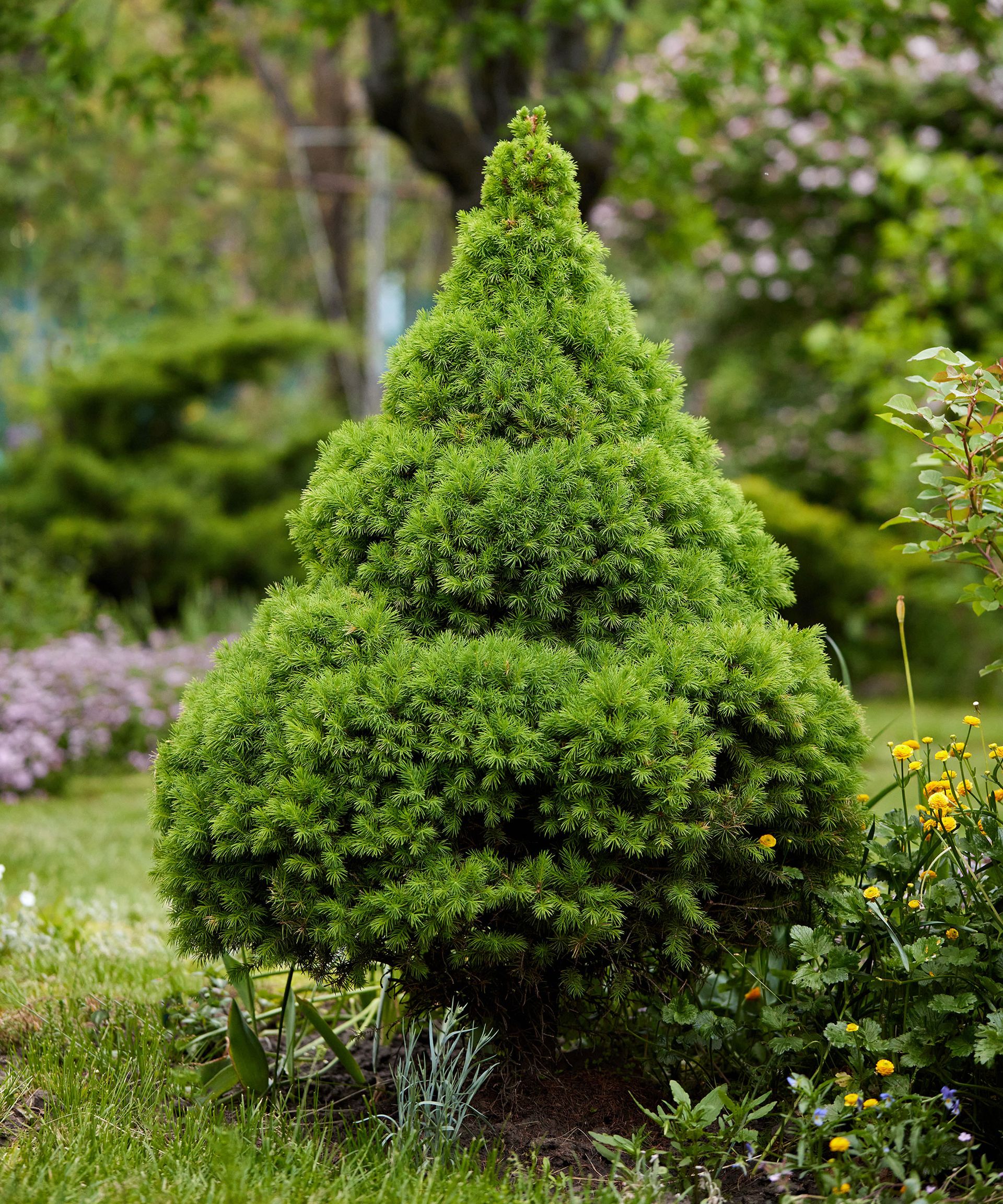 Add Evergreen Beauty With These 5 Types Of Spruce Trees | Gardening ...