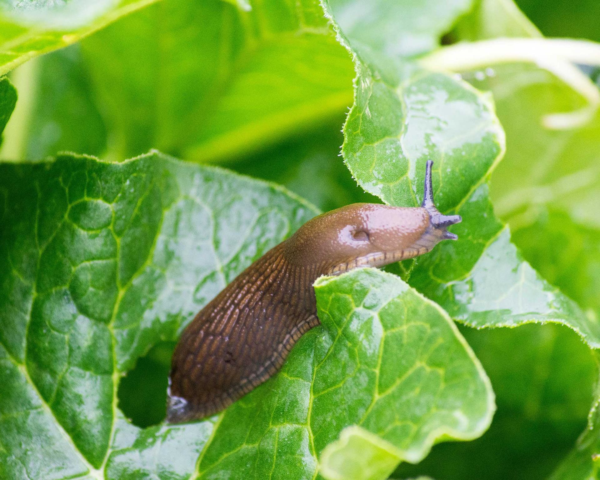 How to use the sacrificial plant method to deter slugs | Gardeningetc