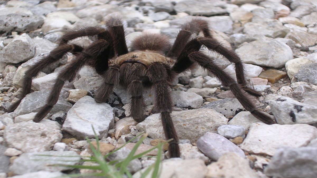 Zip up your tents, Coloradans – the tarantulas are coming | Advnture