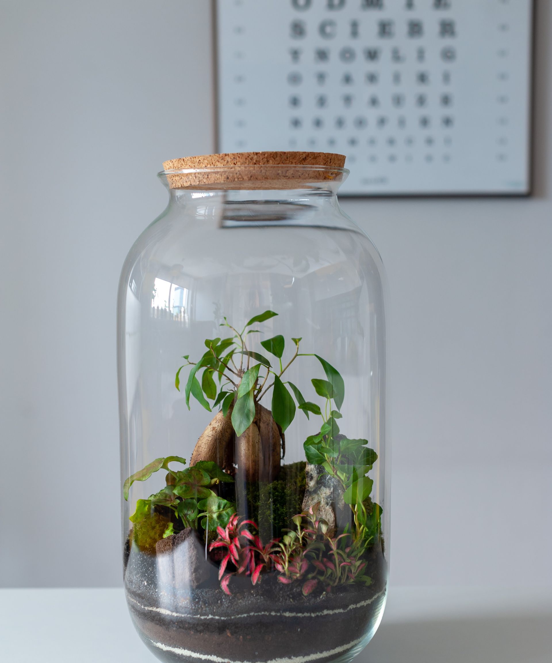 Terrarium care mistakes: 5 fatal errors you need to avoid | Homes and Gardens