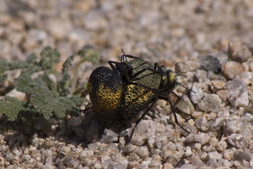 Photos: Amazing Insects of the North American Deserts | Live Science