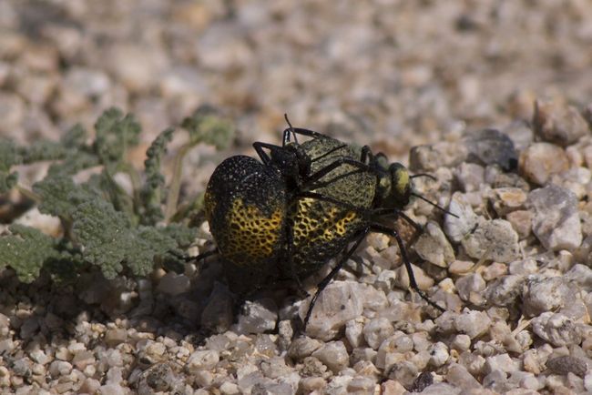 Photos: Amazing Insects of the North American Deserts | Live Science