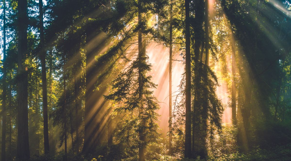 Learn how to unlock stunning natural colors in your photos | Digital ...