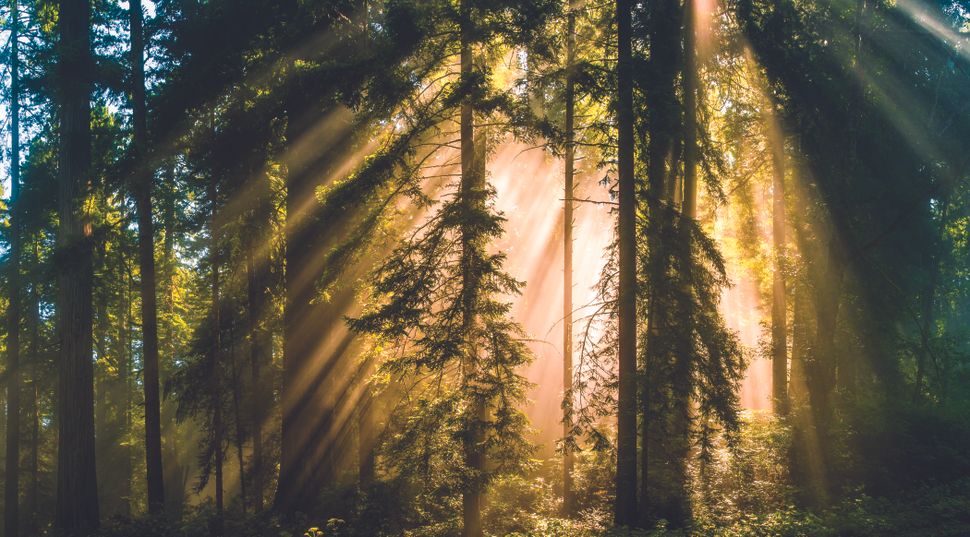 Learn how to unlock stunning natural colors in your photos | Digital ...