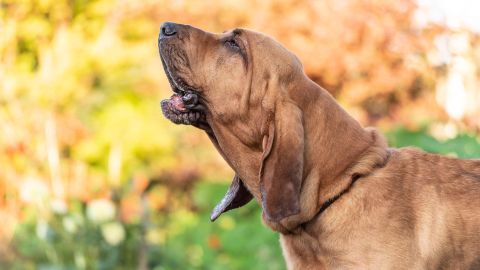 32 fun facts about bloodhounds | PetsRadar