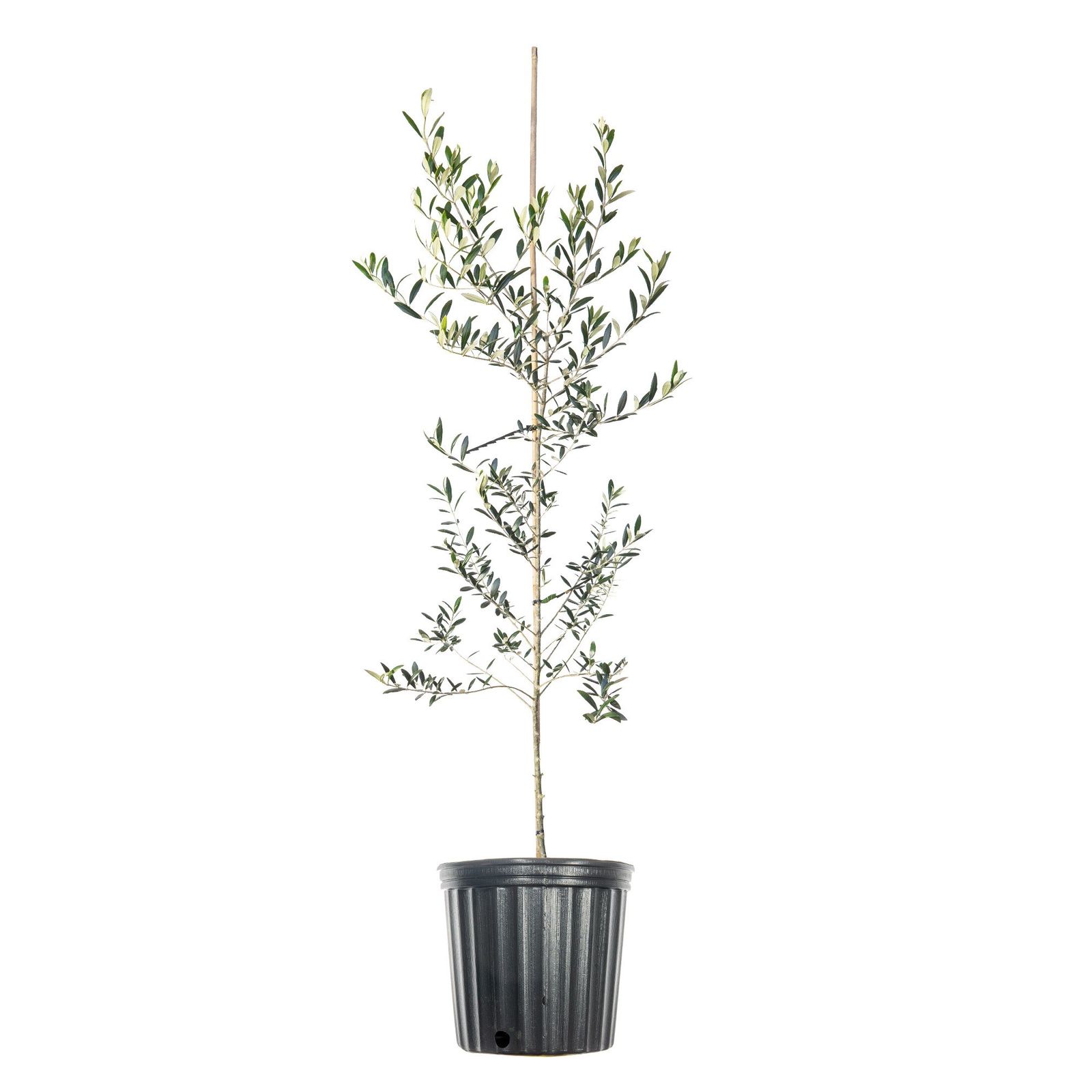 5 best trees to grow in pots for extra privacy in your yard | Livingetc