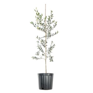 5 best trees to grow in pots for extra privacy in your yard | Livingetc