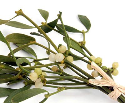The beauty of Mistletoe | Country Life