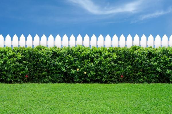 Why is Grass Green? | Live Science