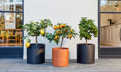Experts say These 5 Plants can Increase the Value of Your Home | Livingetc