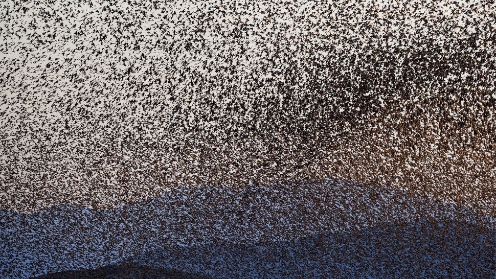 Watch thousands of starlings perform an 'incredible ballet of life and ...