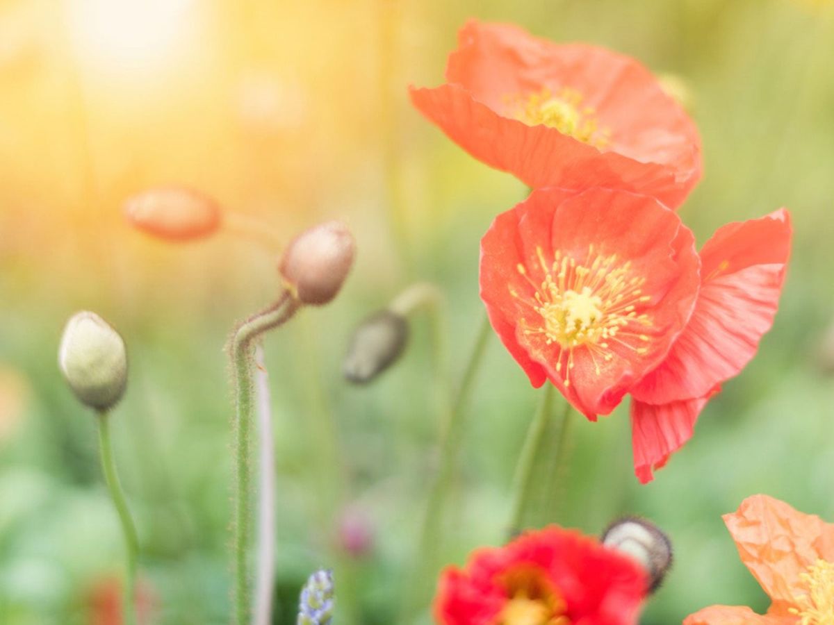 Flowers For Veterans Day: Choosing Veterans Day Plants For Those Who’ve ...