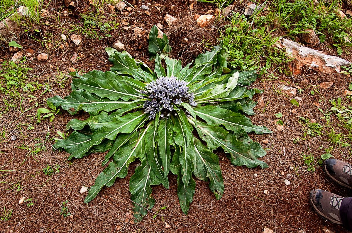 Splitting Mandrake Plants: Learn About Separating Mandrake Roots ...