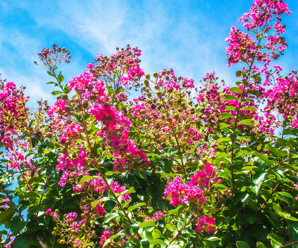 These 10 Flowering Bushes Will Knock Your Socks Off | Gardening Know How