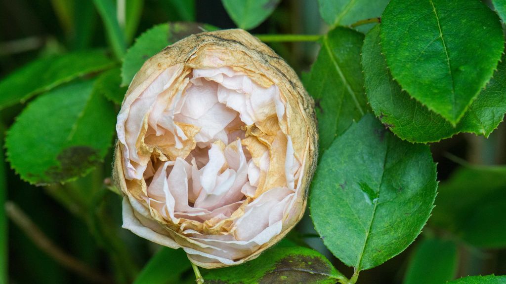 Rose pests and diseases: advice on 5 common problems | Gardeningetc