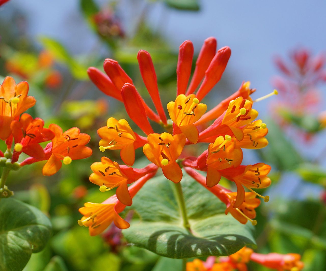 Grow These 10 Full Sun Hummingbird Plants For Happy Hummers | Gardening ...