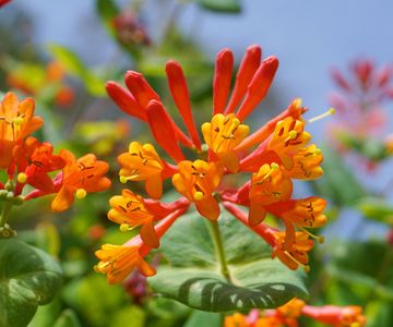 Grow These 10 Full Sun Hummingbird Plants For Happy Hummers | Gardening ...