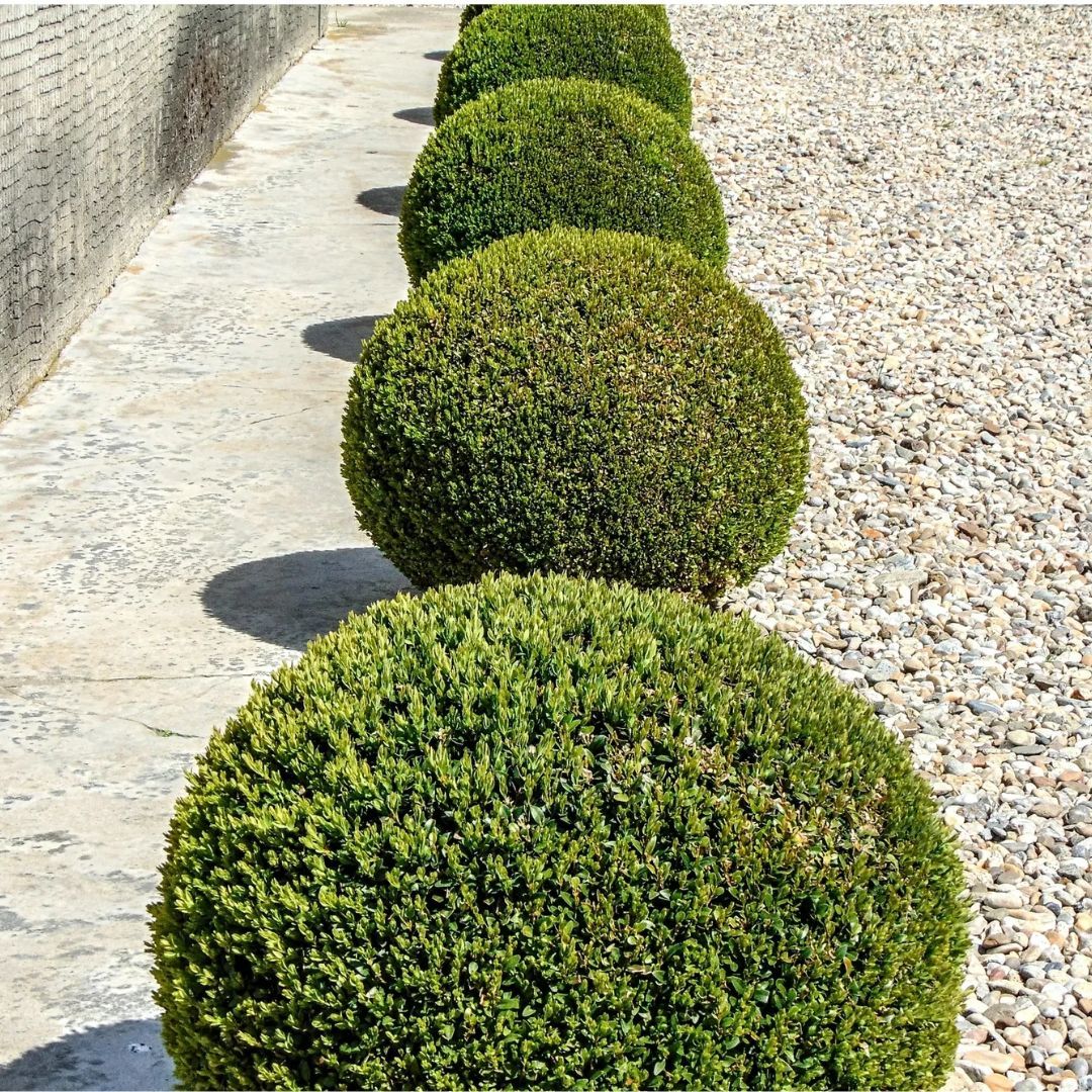 Best Shrubs For Containers — 6 Plants That Experts Recommend | Livingetc