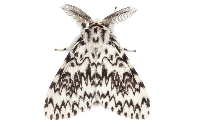 A simple guide to identifying British moths | Country Life