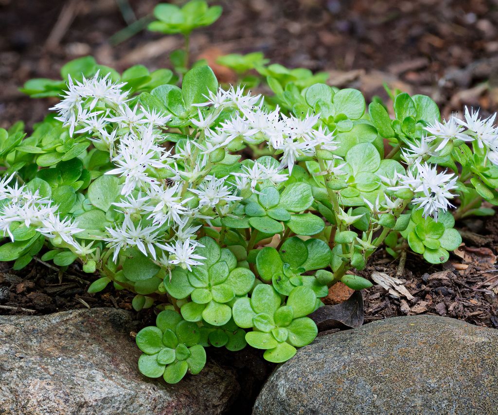 Sedum Savvy: 10 Best Types of Sedum For Sustainable Gardens | Gardening ...