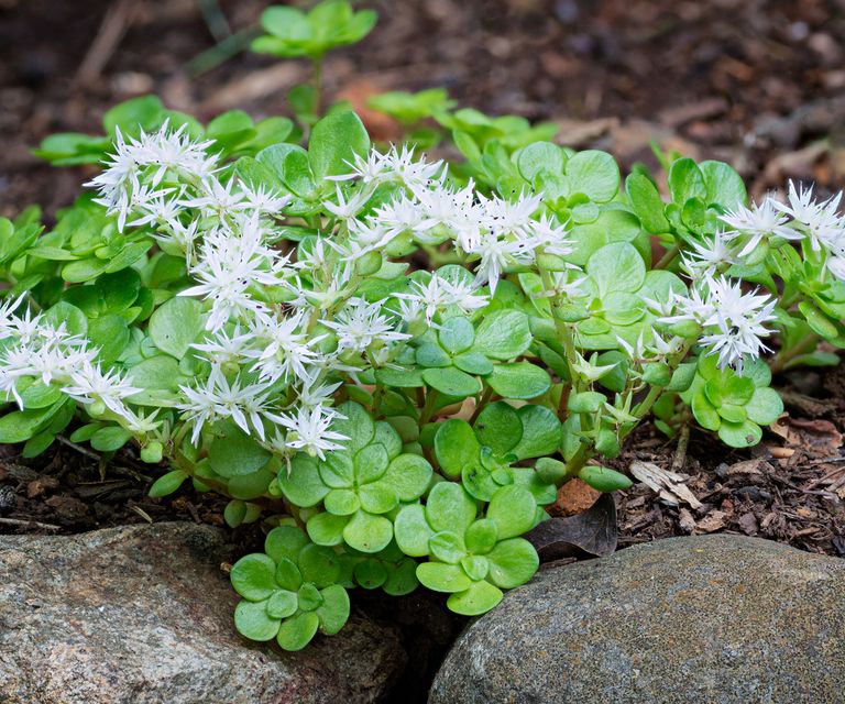 Sedum Savvy: 10 Best Types of Sedum For Sustainable Gardens | Gardening ...
