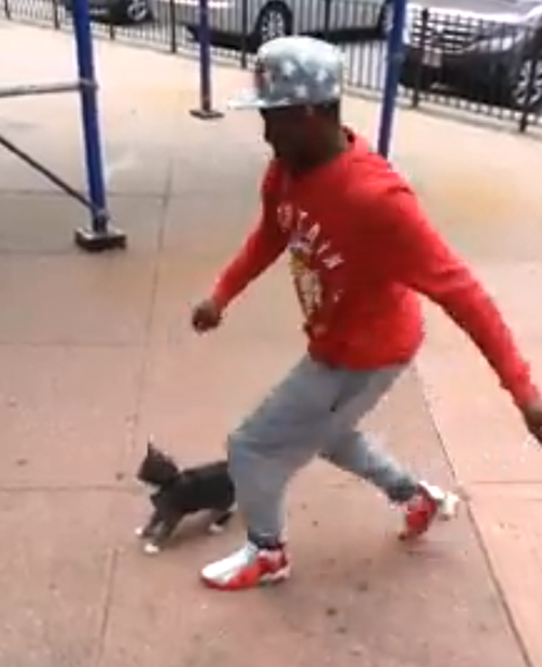 Man could go to jail for kicking stray cat | The Week