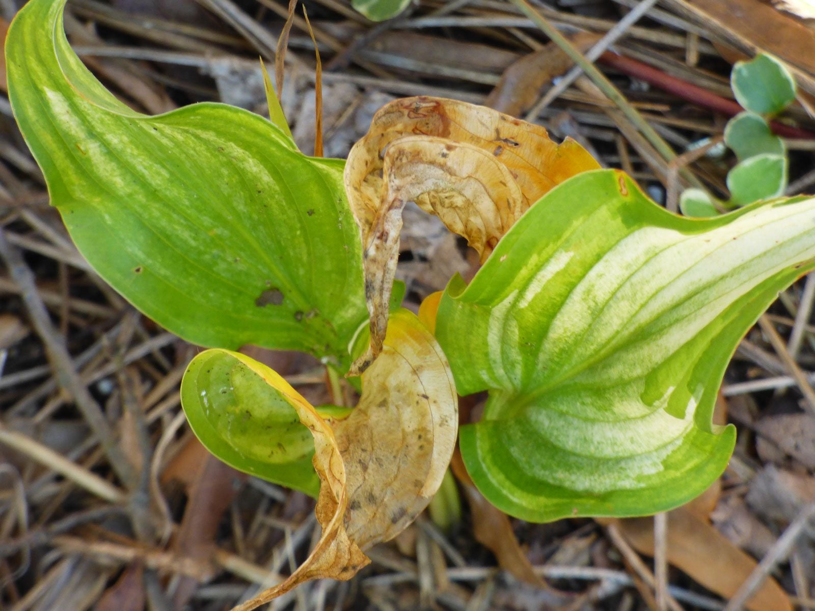 Hosta Leaves Turn Yellow: What To Do For Yellowing Leaves On Hosta ...
